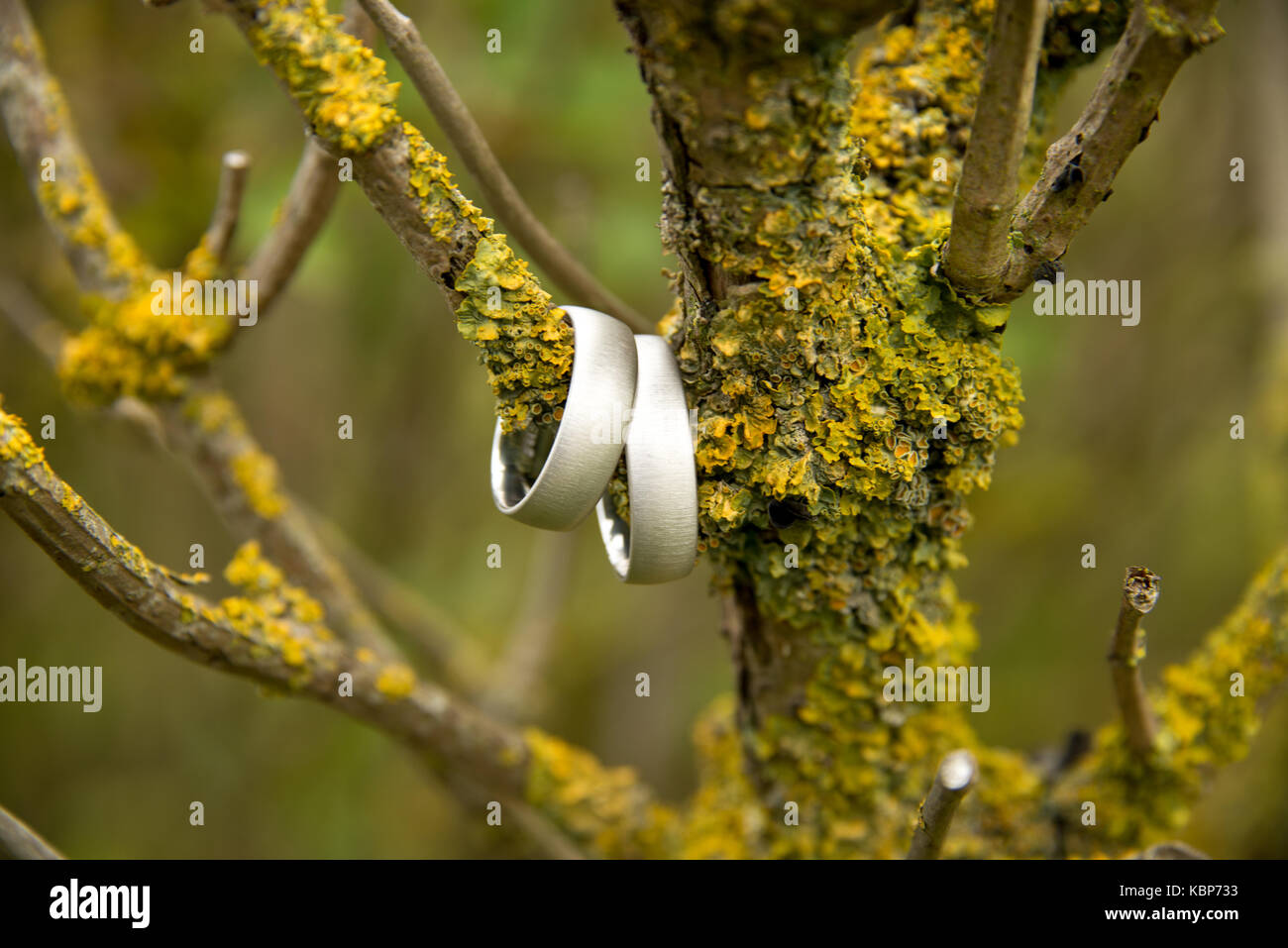 view on a pair of white golden wedding rings on nature background Stock ...