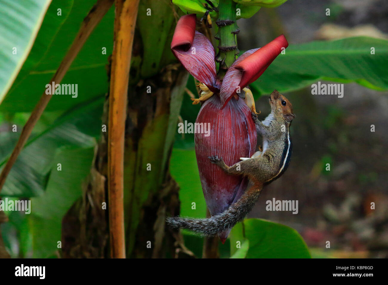 Hd beautiful nature photos hi-res stock photography and images - Alamy