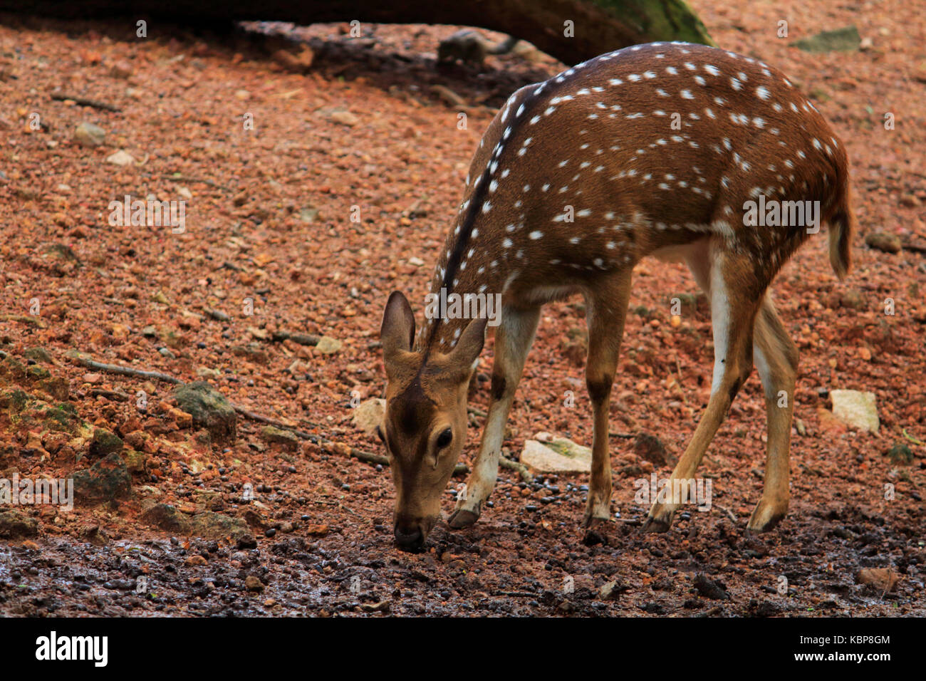 Deer hd images hi-res stock photography and images - Alamy