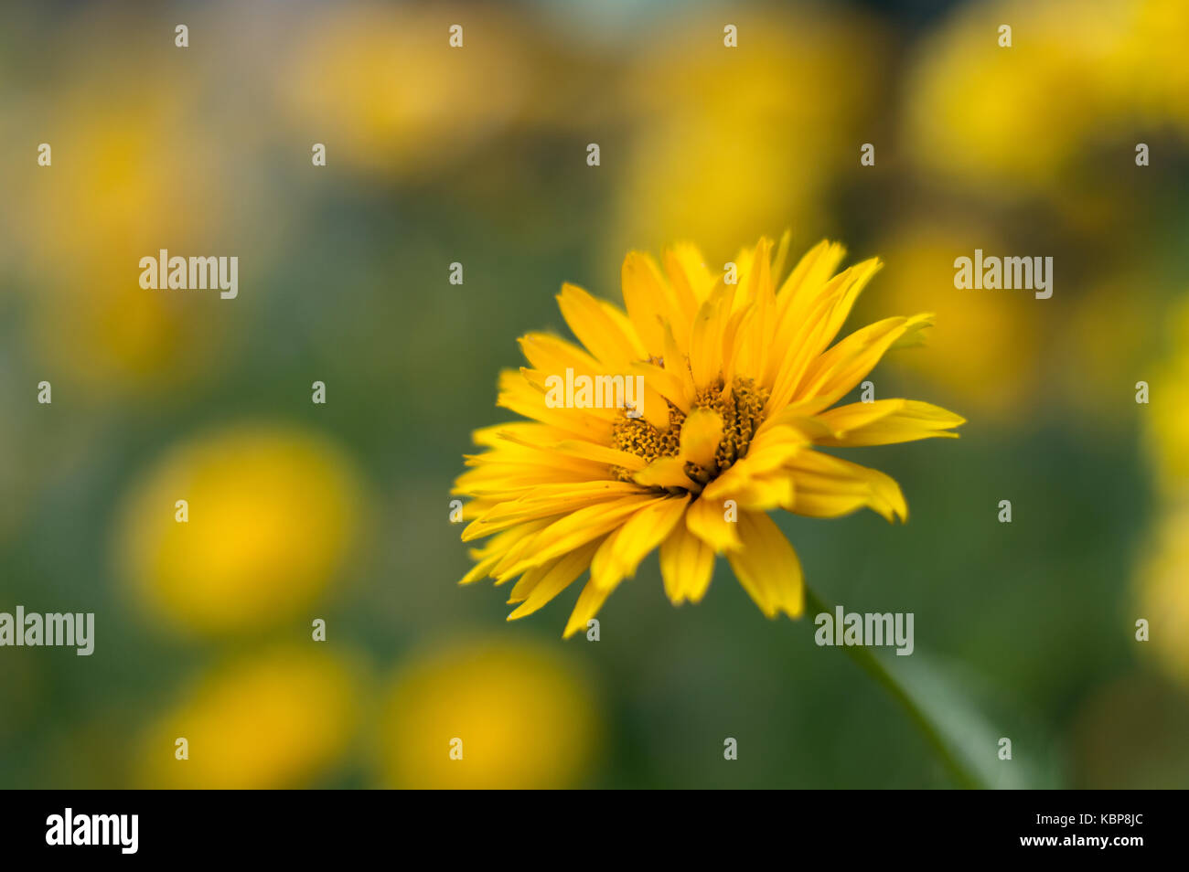Single yellow flower reaches out for pollination as it stretches over a ...