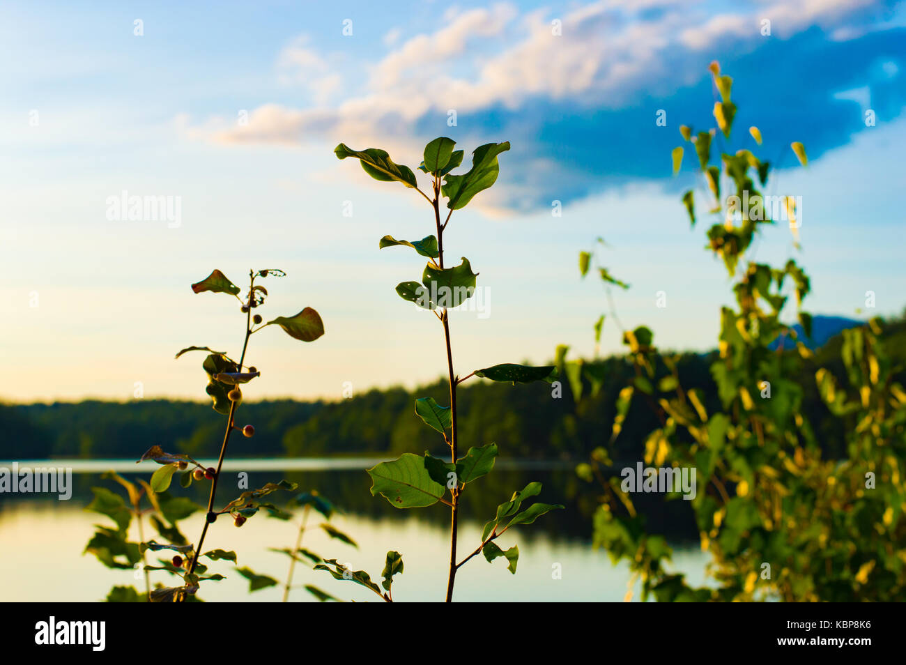 A few longer stems reach to the sky during a gorgeous sunset on Pearly ...