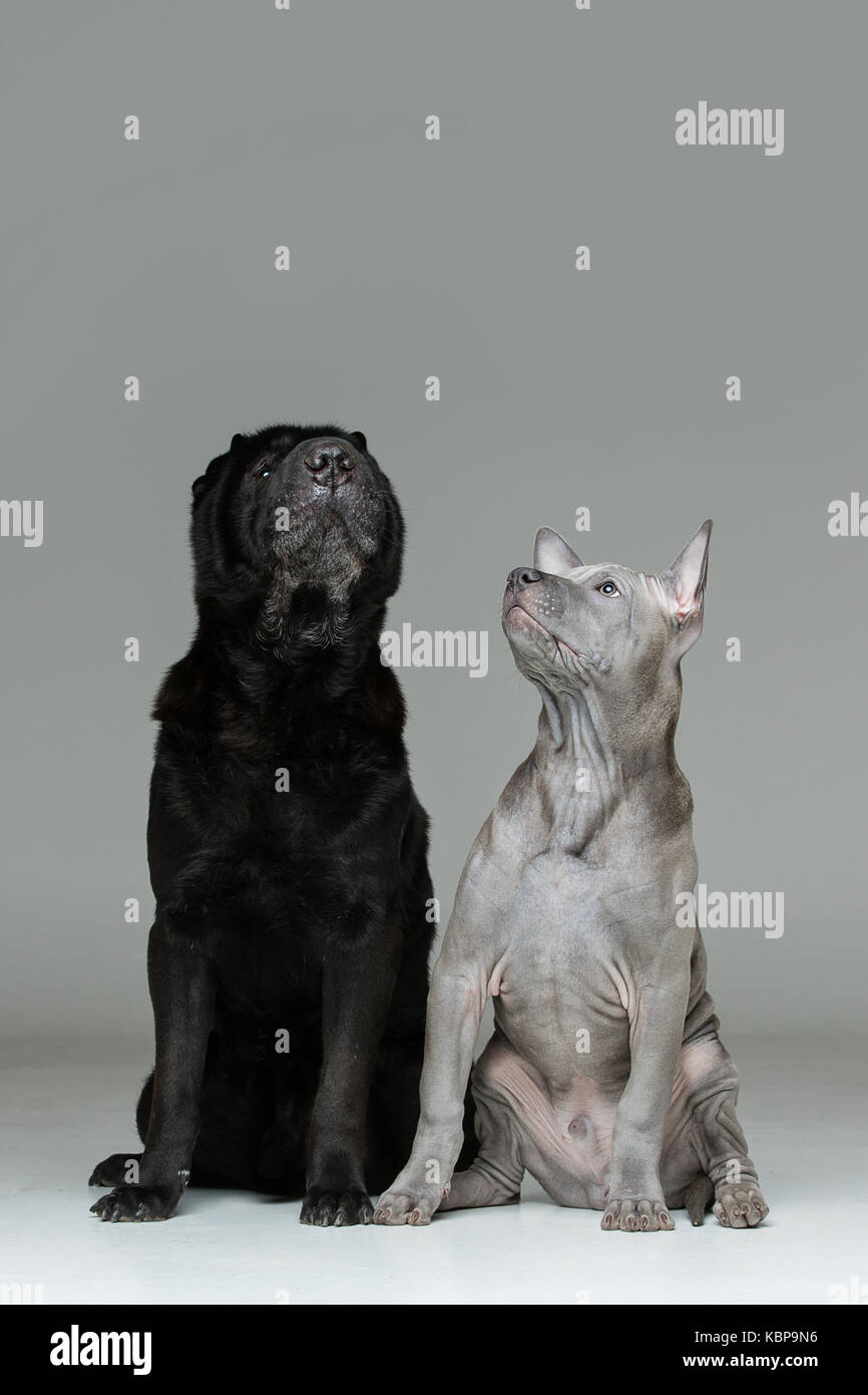thai ridgeback puppy and shar pei dog Stock Photo - Alamy