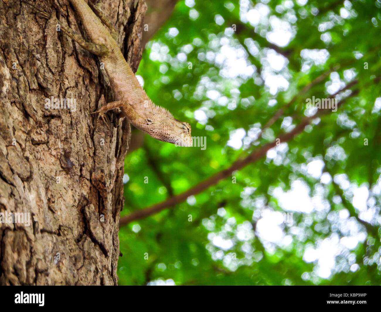 lizard hide and hang on tree and look around area and blur green leaf ...