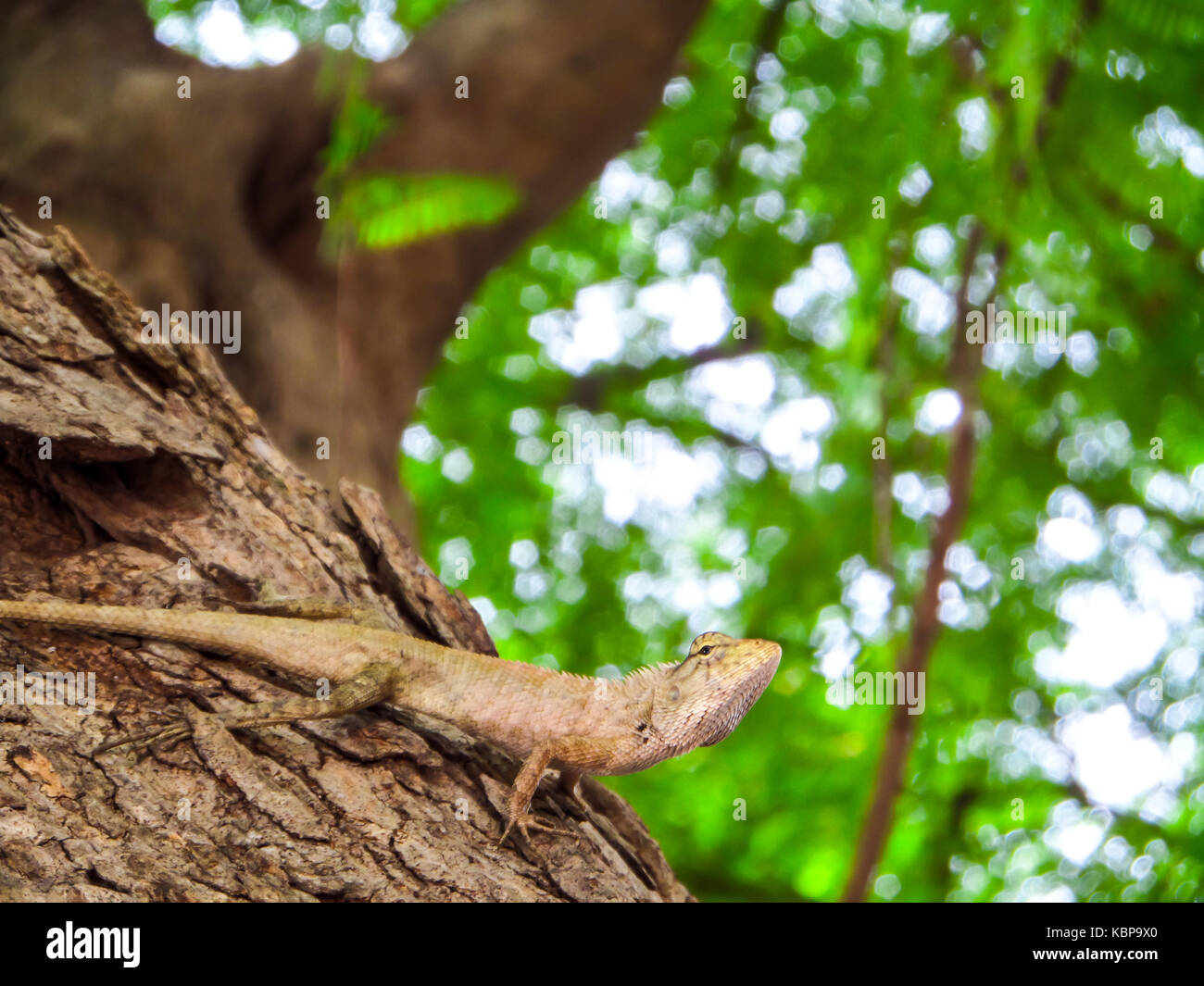 Masked Lizard High Resolution Stock Photography and Images - Alamy
