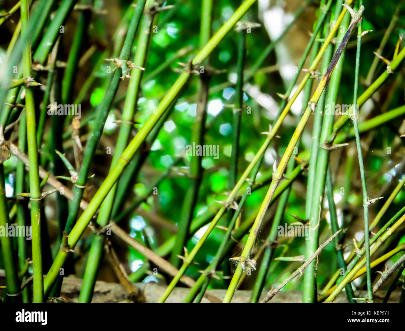 thorns, spines, and prickles, and in general spinose structures are ...