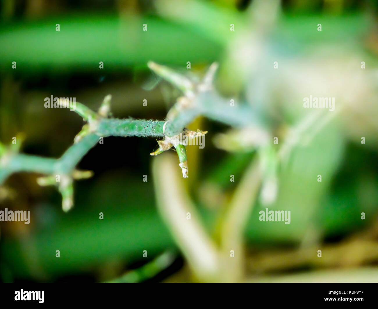 thorns, spines, and prickles, and in general spinose structures are ...