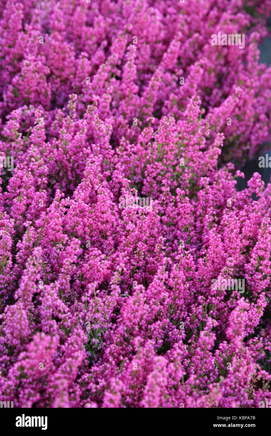 background of flowers of Erica in the garden in spring Stock Photo - Alamy