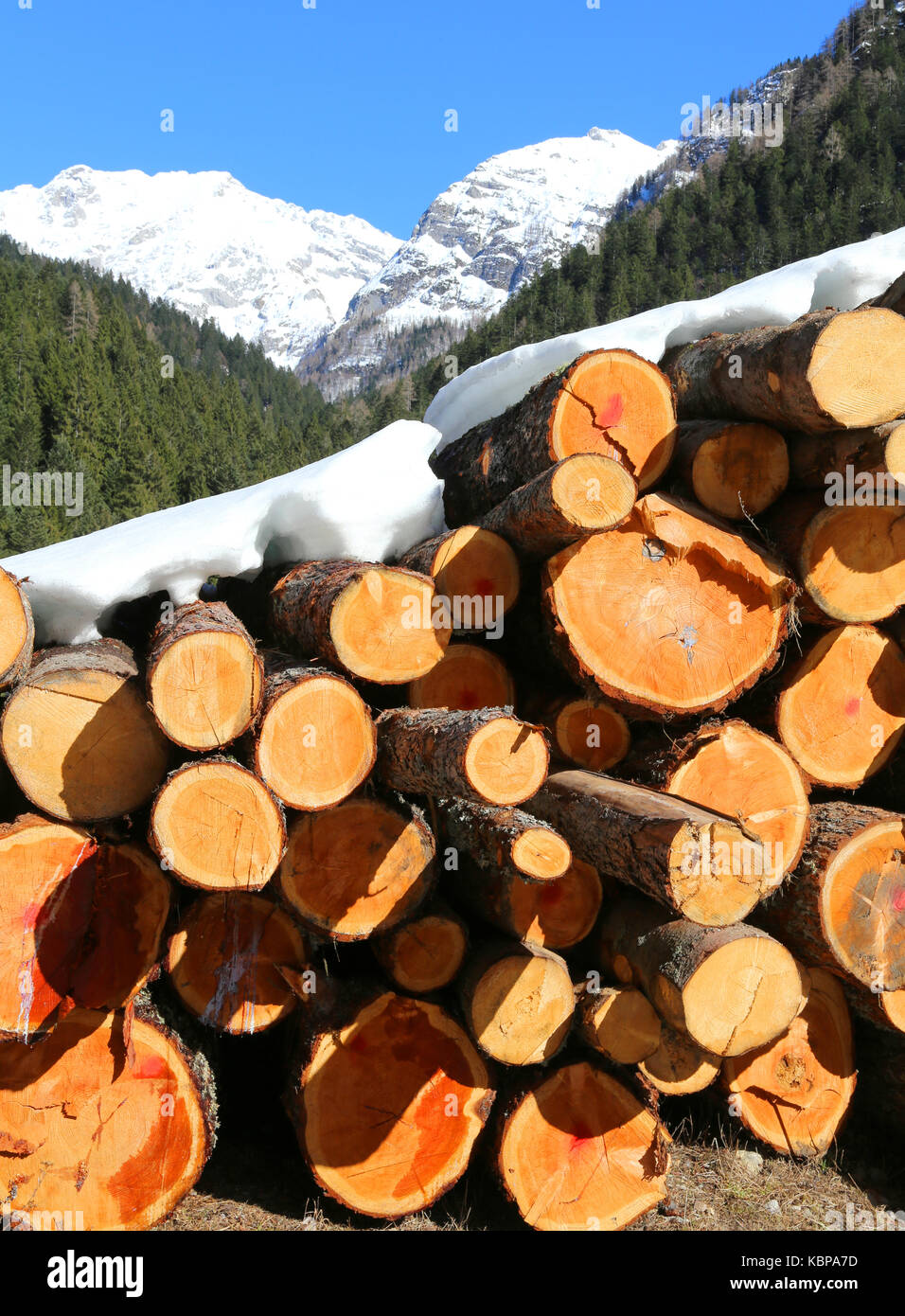big stack of logs in the mountains in winter with snow Stock Photo - Alamy