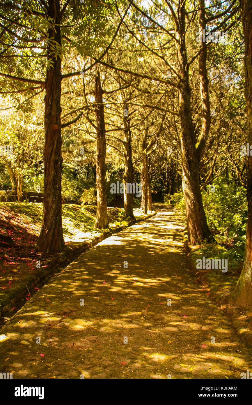 Flowering trees madeira hi-res stock photography and images - Alamy