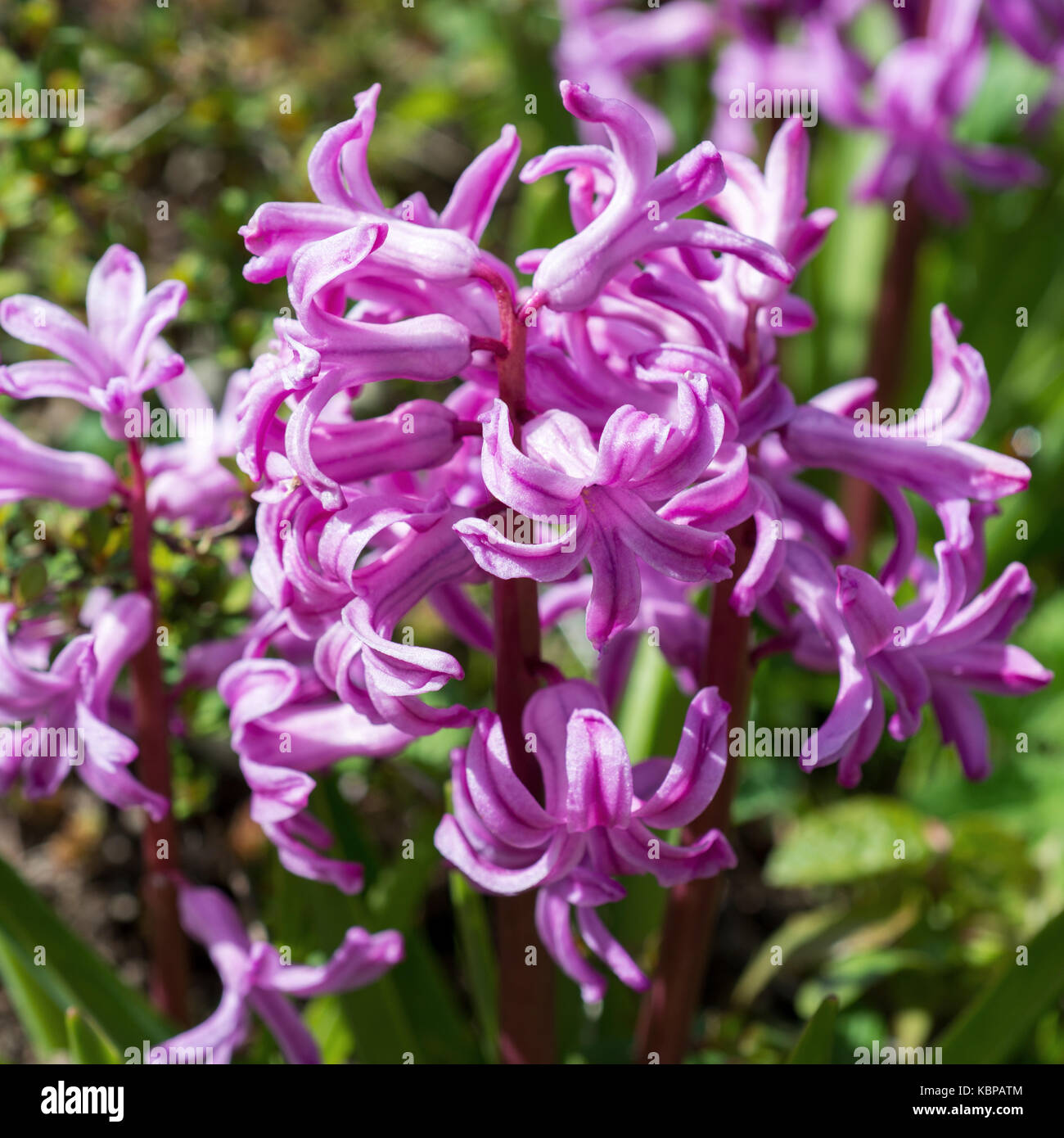Flowers spring hyacinths in the garden Stock Photo - Alamy