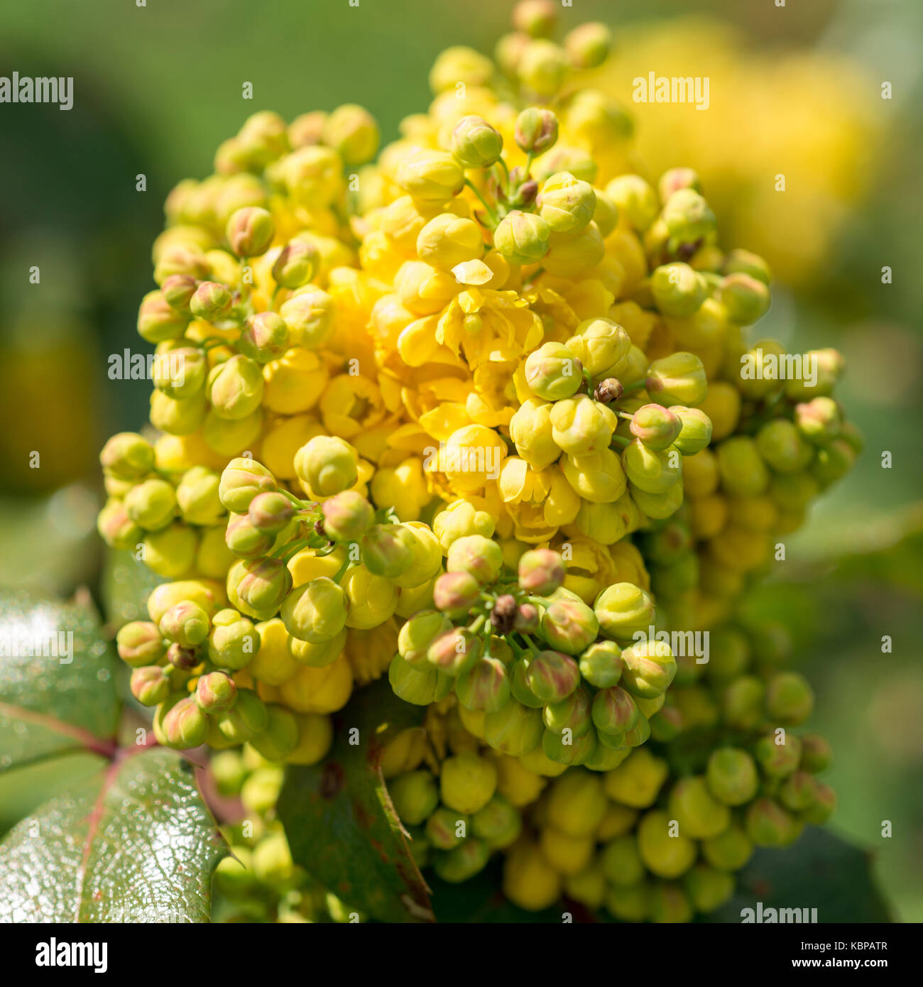 Oregon Grape Flowers Stock Photo - Alamy