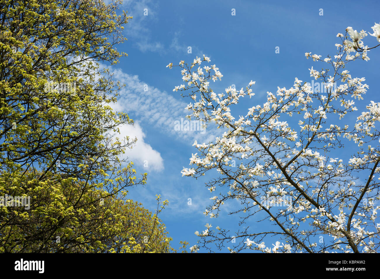 Spring background of flowering trees Stock Photo - Alamy