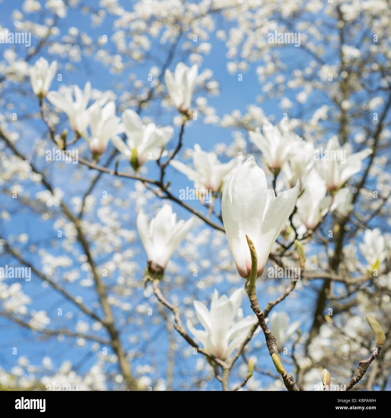 Southern Magnolia Tree Stock Photos & Southern Magnolia Tree Stock ...