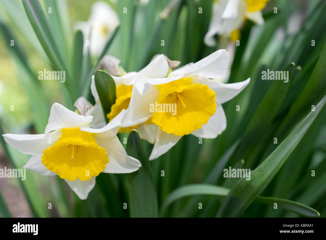 Flowers spring daffodils in the garden Stock Photo - Alamy
