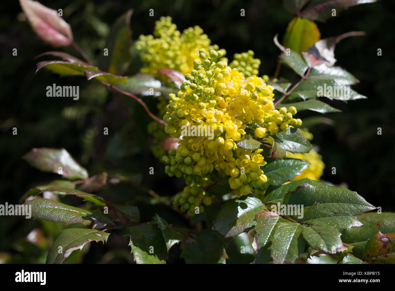 Oregon Grape Flowers Stock Photo - Alamy