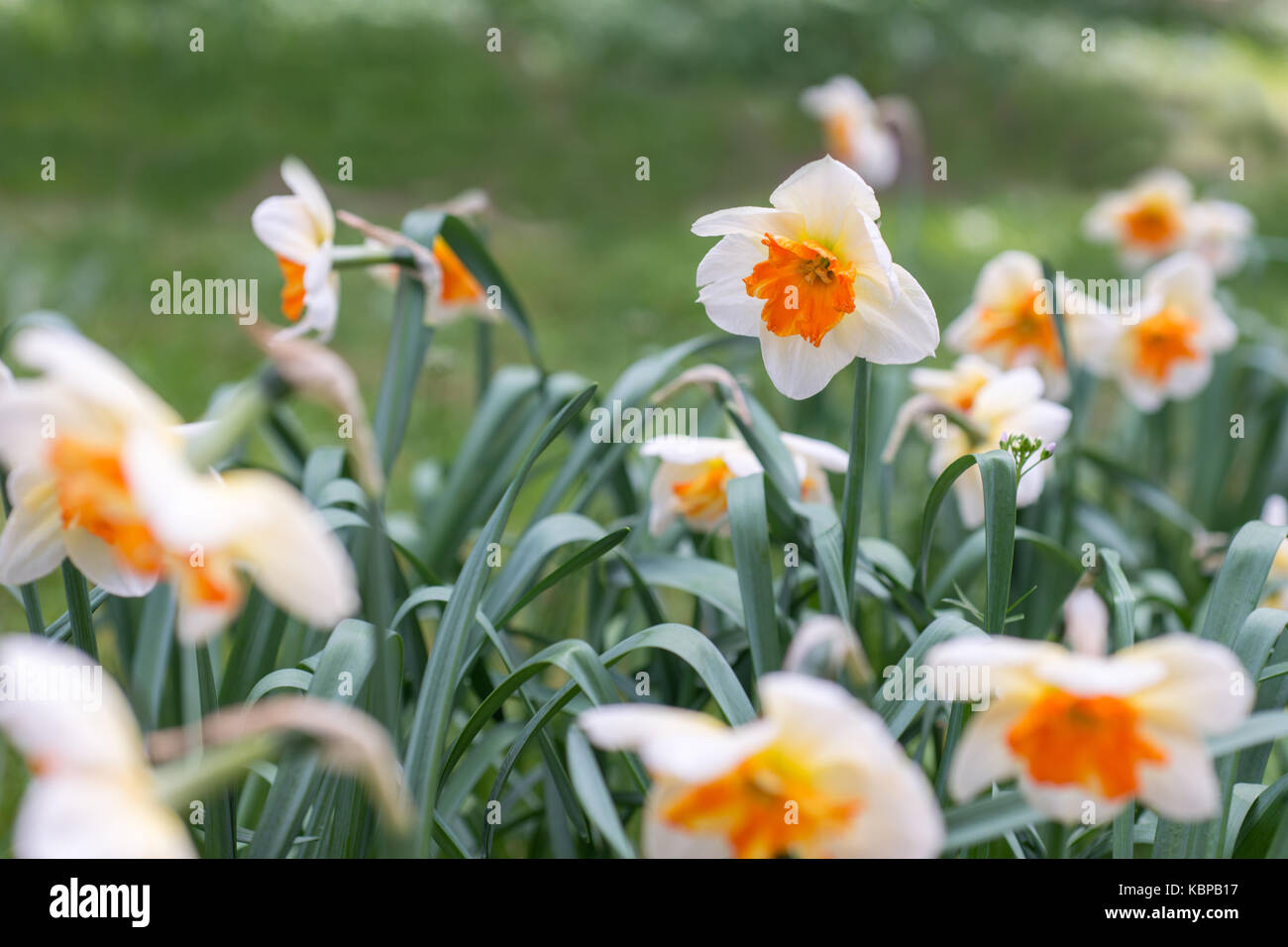 Flowers spring daffodils in the garden Stock Photo - Alamy