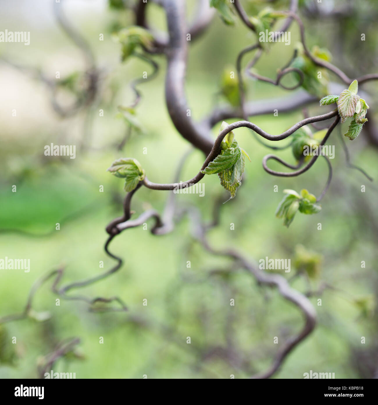 Corylus avellana, Contorta. Soft focus Stock Photo - Alamy