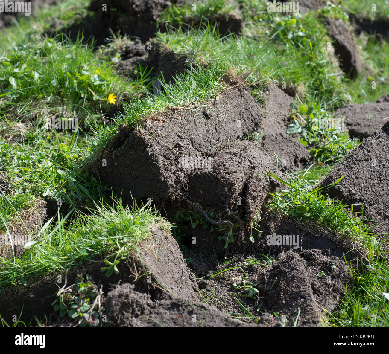 Digging up grass hi-res stock photography and images - Alamy