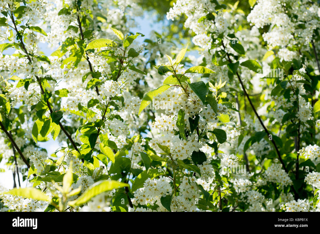 Bird cherry tree blooms in spring Stock Photo - Alamy