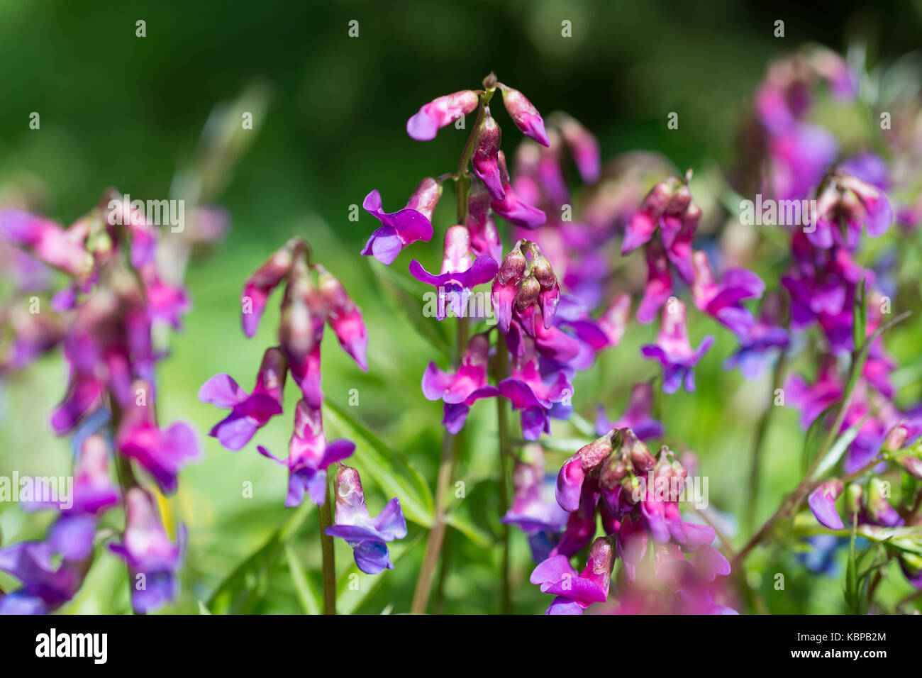 Flowers Lathyrus vernus Stock Photo - Alamy