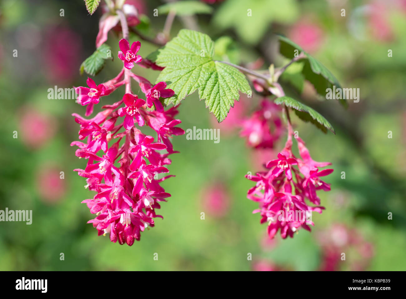 Ribes sanguineum hi-res stock photography and images - Alamy