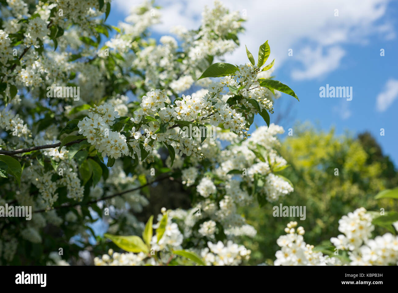 Bird cherry tree blooms in spring Stock Photo - Alamy