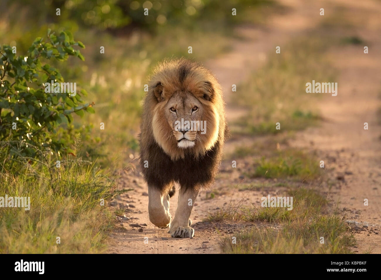 Lion looking into camera mane hi-res stock photography and images - Alamy