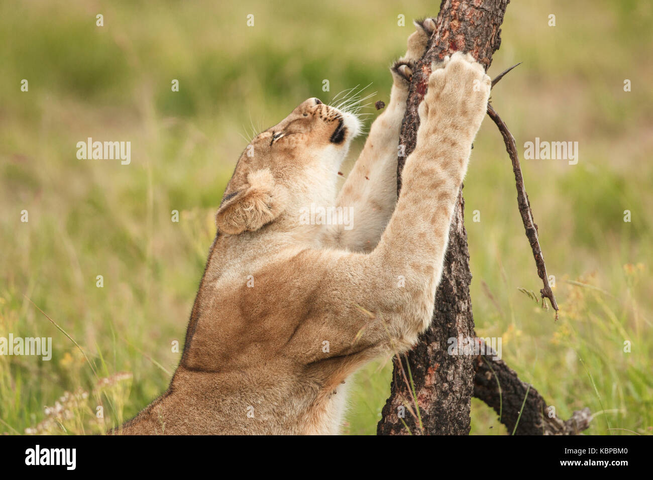 Lion Scratching Stock Photos & Lion Scratching Stock Images - Alamy