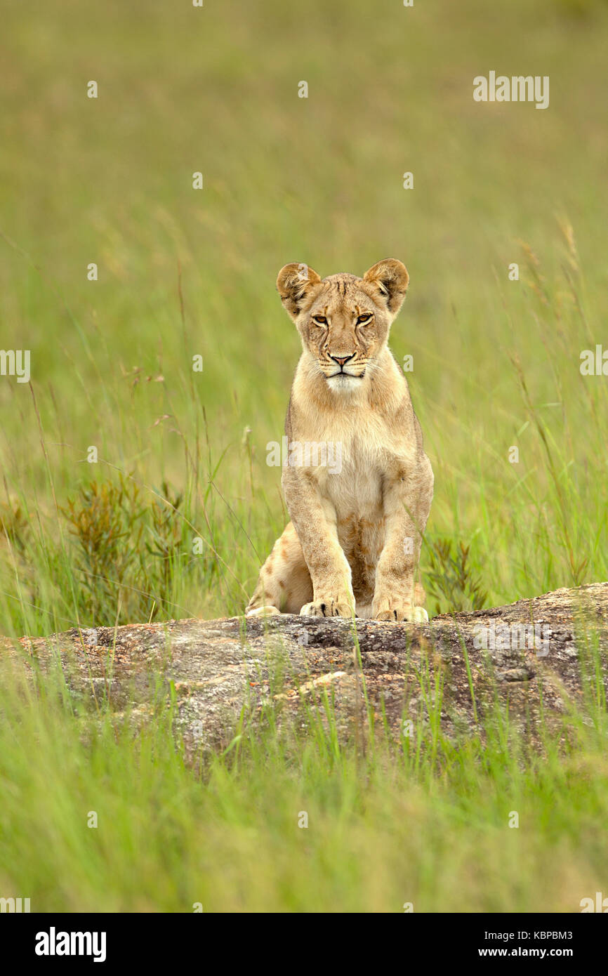 Lion Sitting Upright