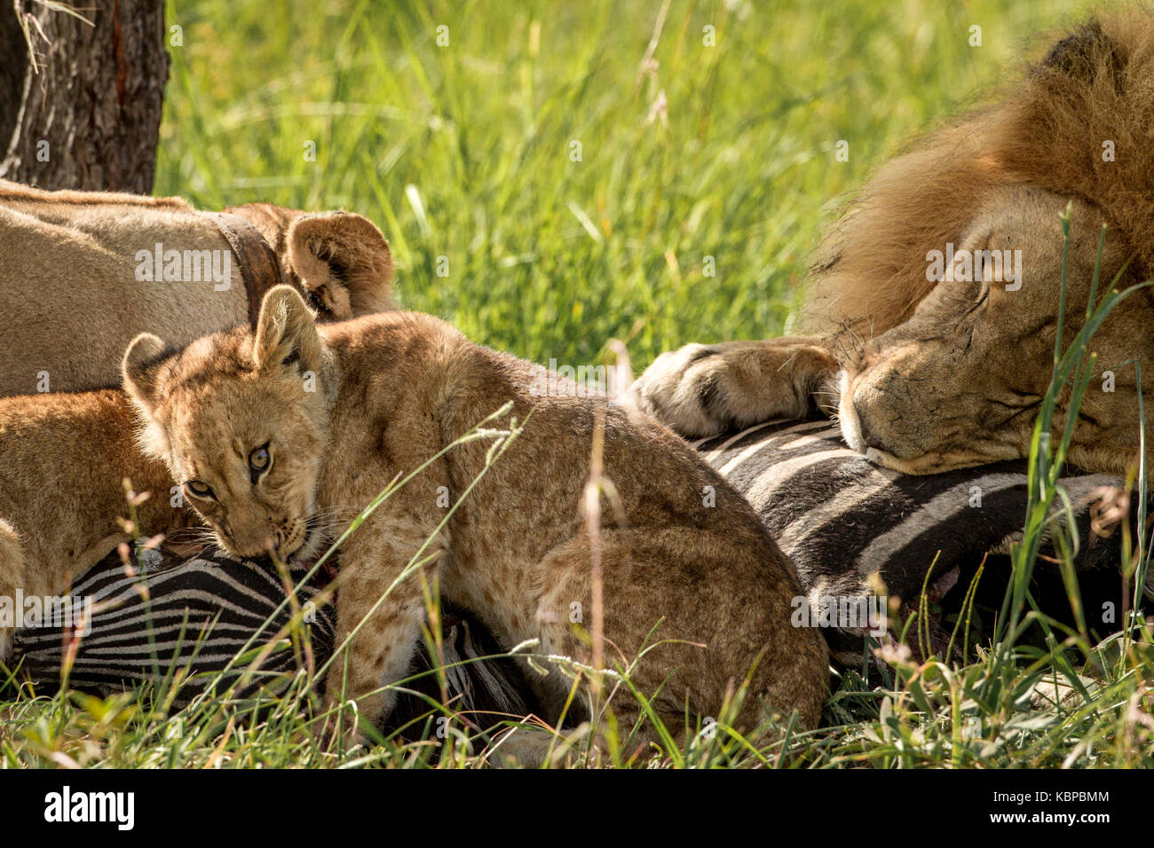 Lion cubs eating with pride hi-res stock photography and images - Alamy