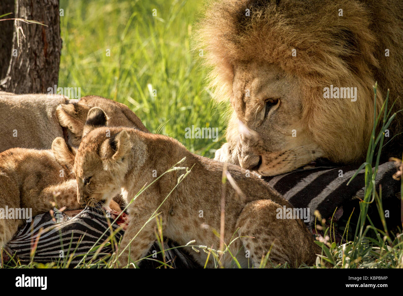 family of african lions eating on a zebra carcass in the grass. release ...