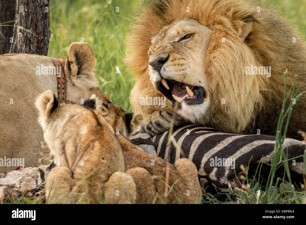 family of african lions (panthera leo) on a dead zebra carcass eating ...