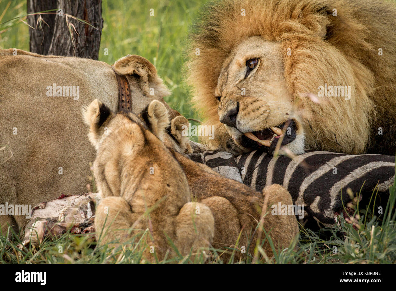Lion Eating Man In Front Of Family