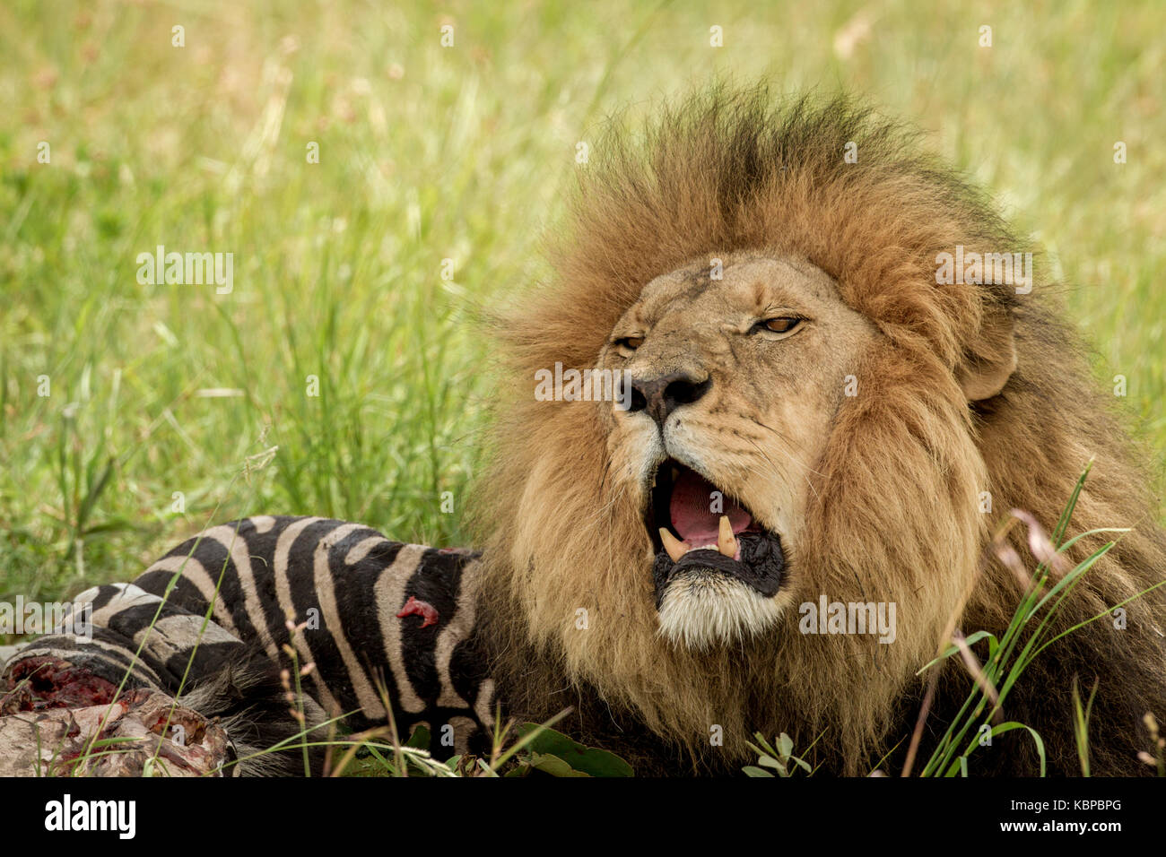 Zebra kill hi-res stock photography and images - Alamy