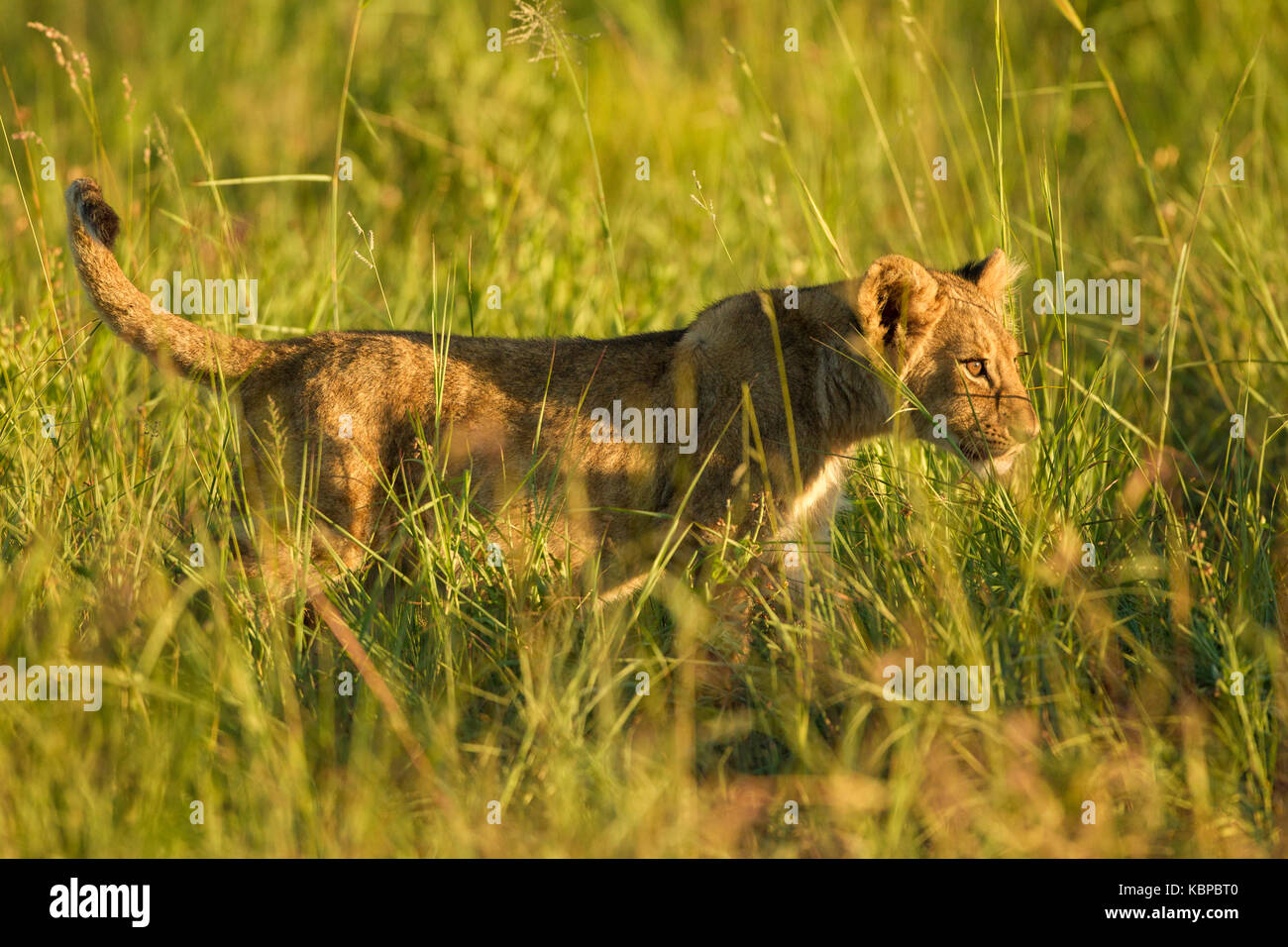 Africa african lion tail cat feline hi-res stock photography and images ...