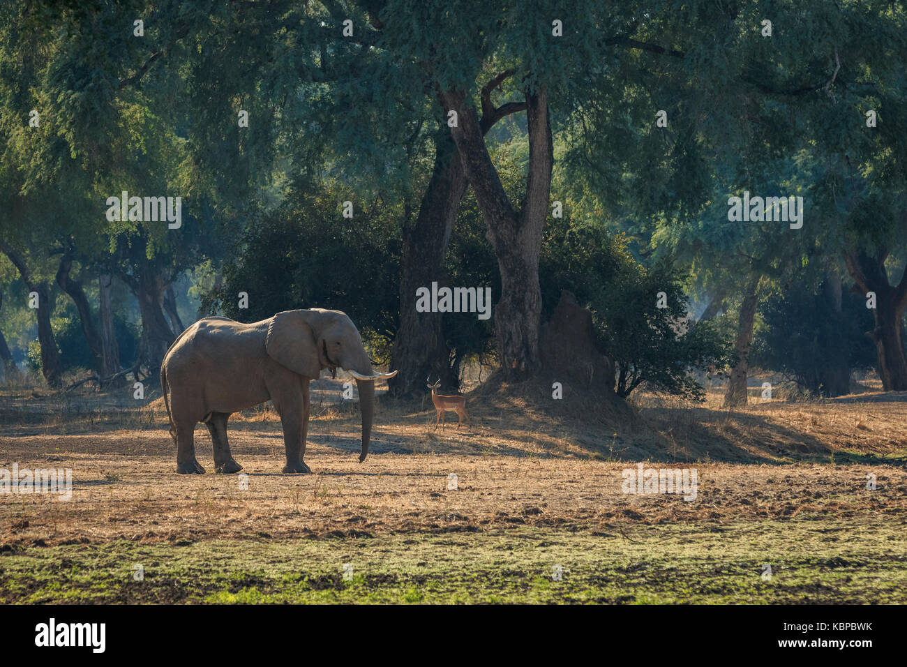 African elephant standing alone among trees (Loxodonta Stock Photo - Alamy