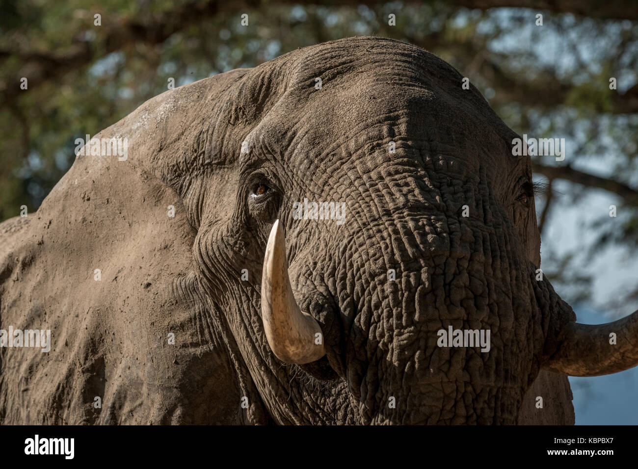 Front view of an African elephants head with tusks Stock Photo - Alamy