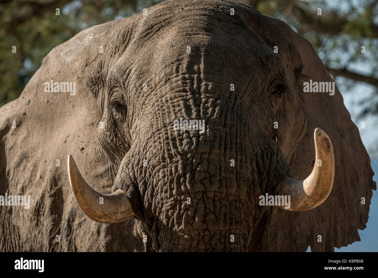 Front view of an African elephants head with tusks Stock Photo - Alamy