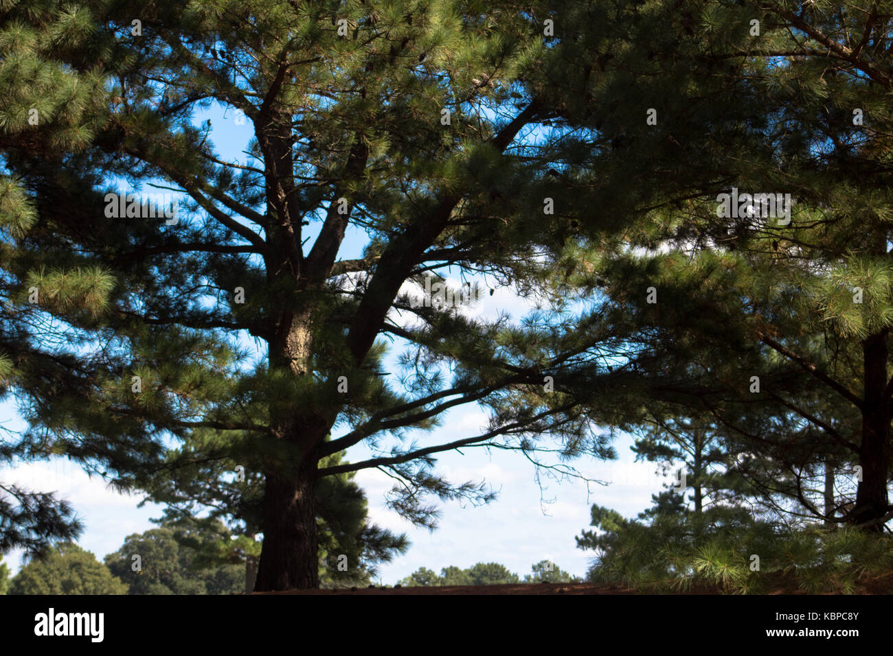 Trees standing tall on a summer's day Stock Photo - Alamy