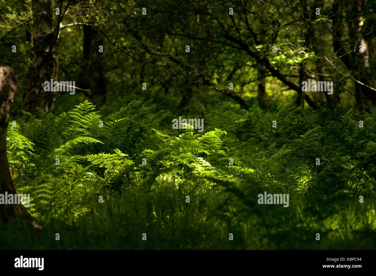 Gosforth Park Nature Reserve Stock Photo - Alamy