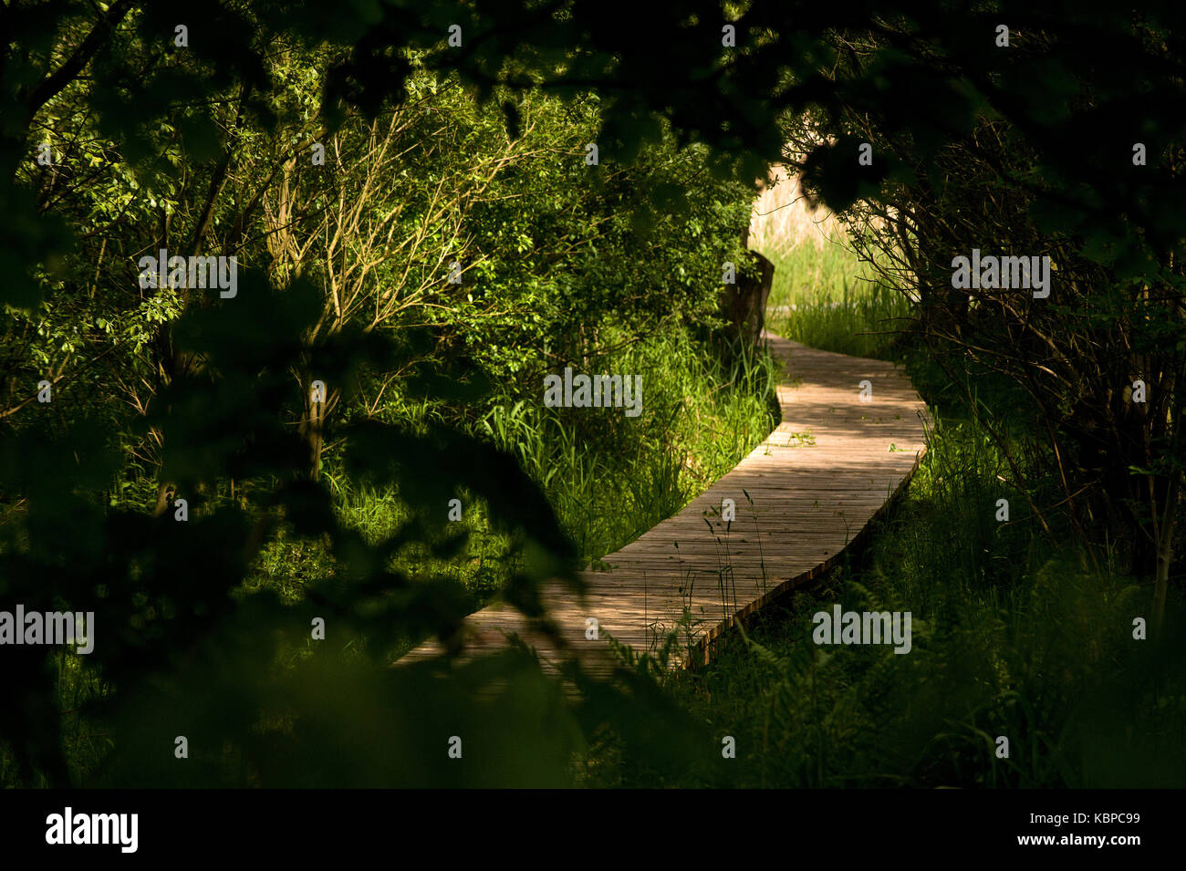 Gosforth Park Nature Reserve Stock Photo - Alamy