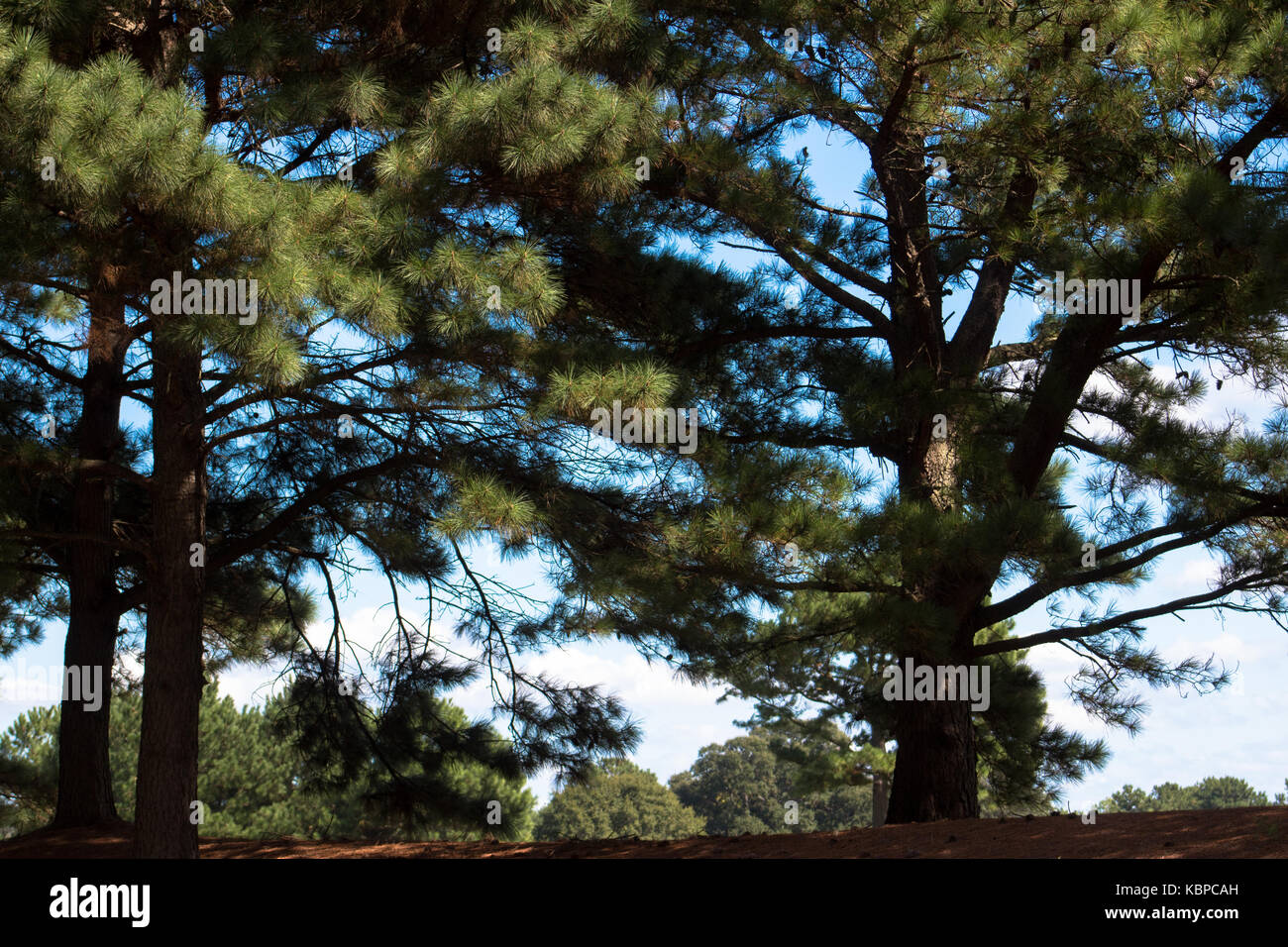 Trees standing tall on a summer's day Stock Photo - Alamy