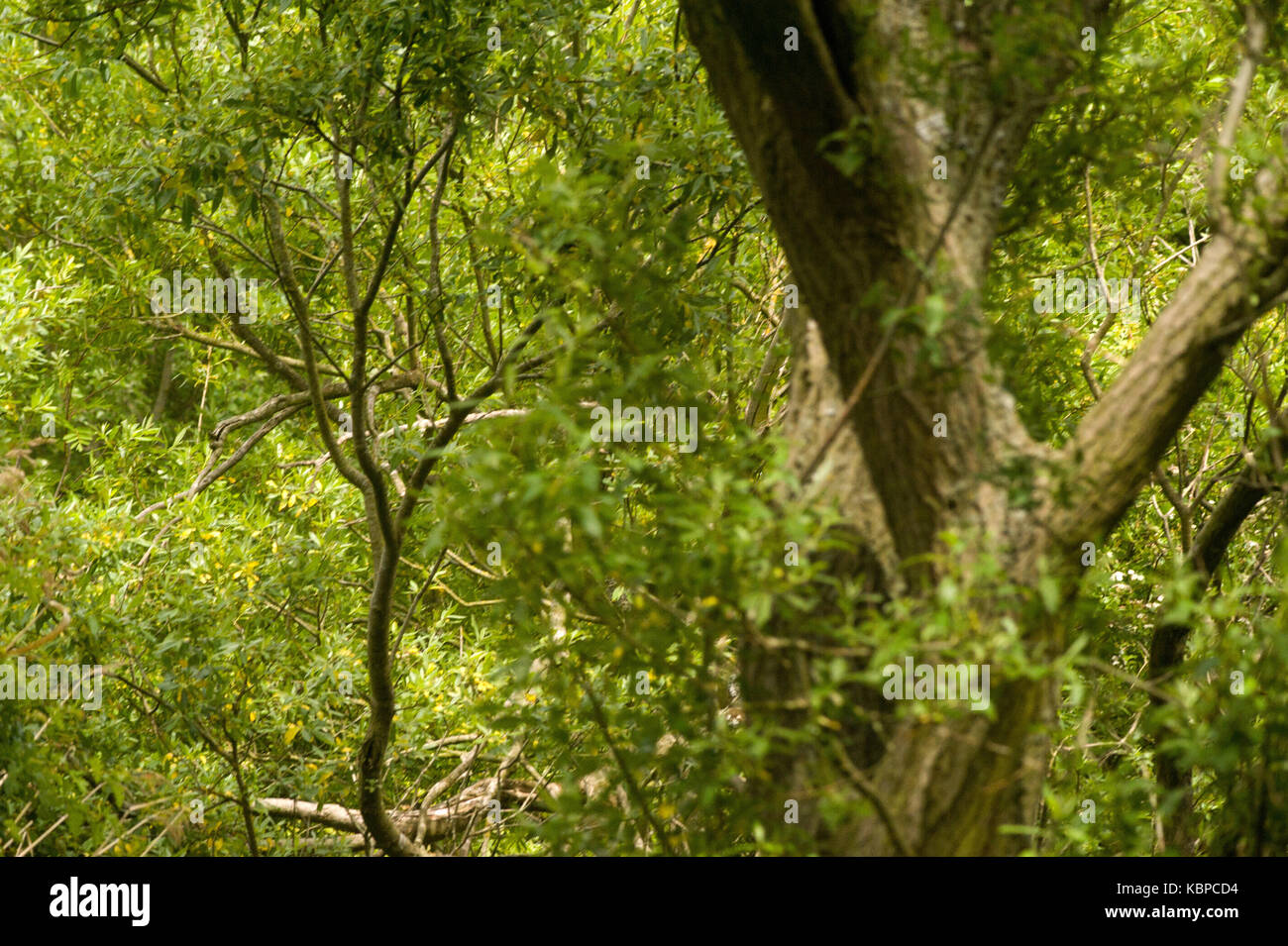 Gosforth Park Nature Reserve Stock Photo - Alamy