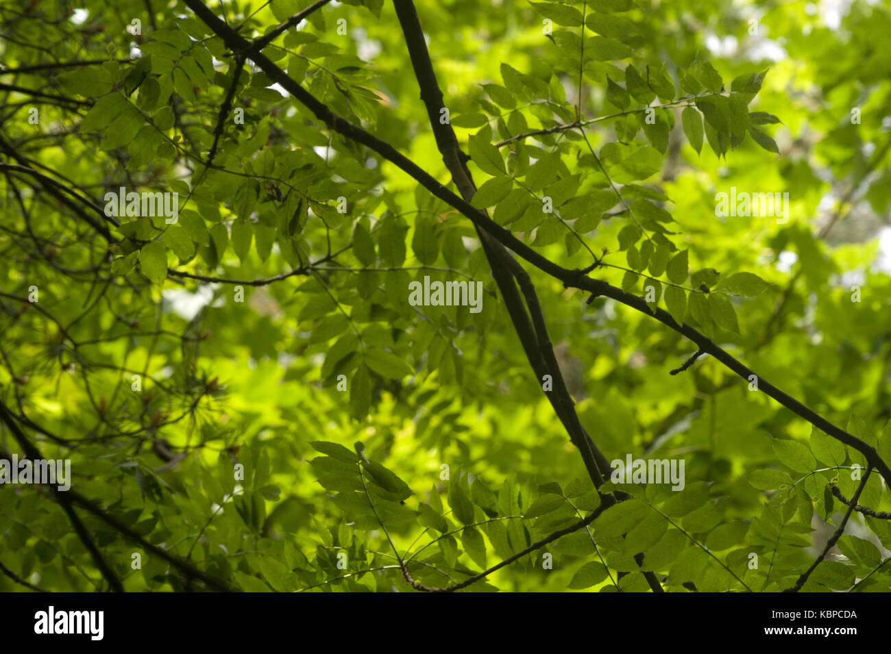 Gosforth Park Nature Reserve Stock Photo - Alamy