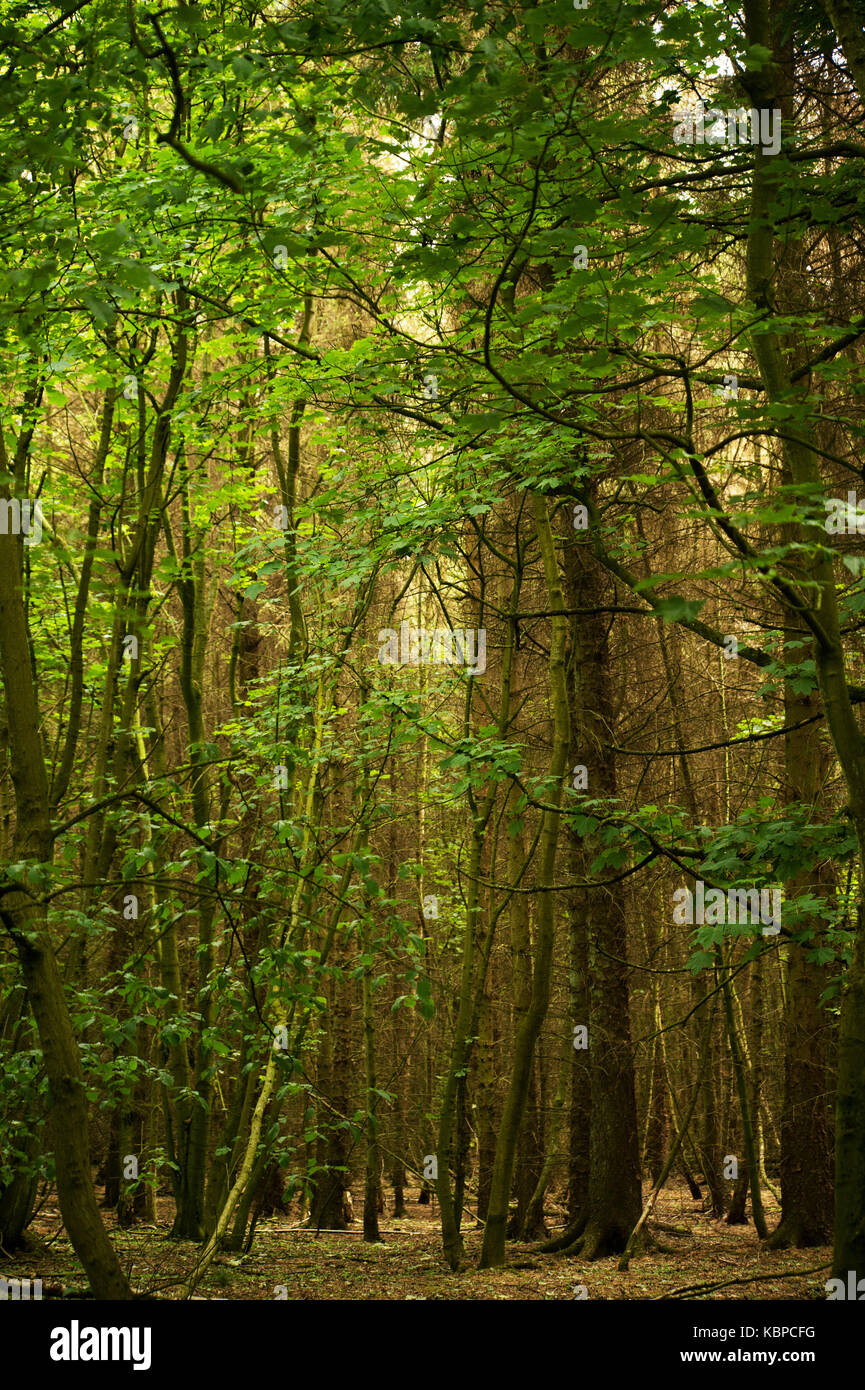 Gosforth Park Nature Reserve Stock Photo - Alamy