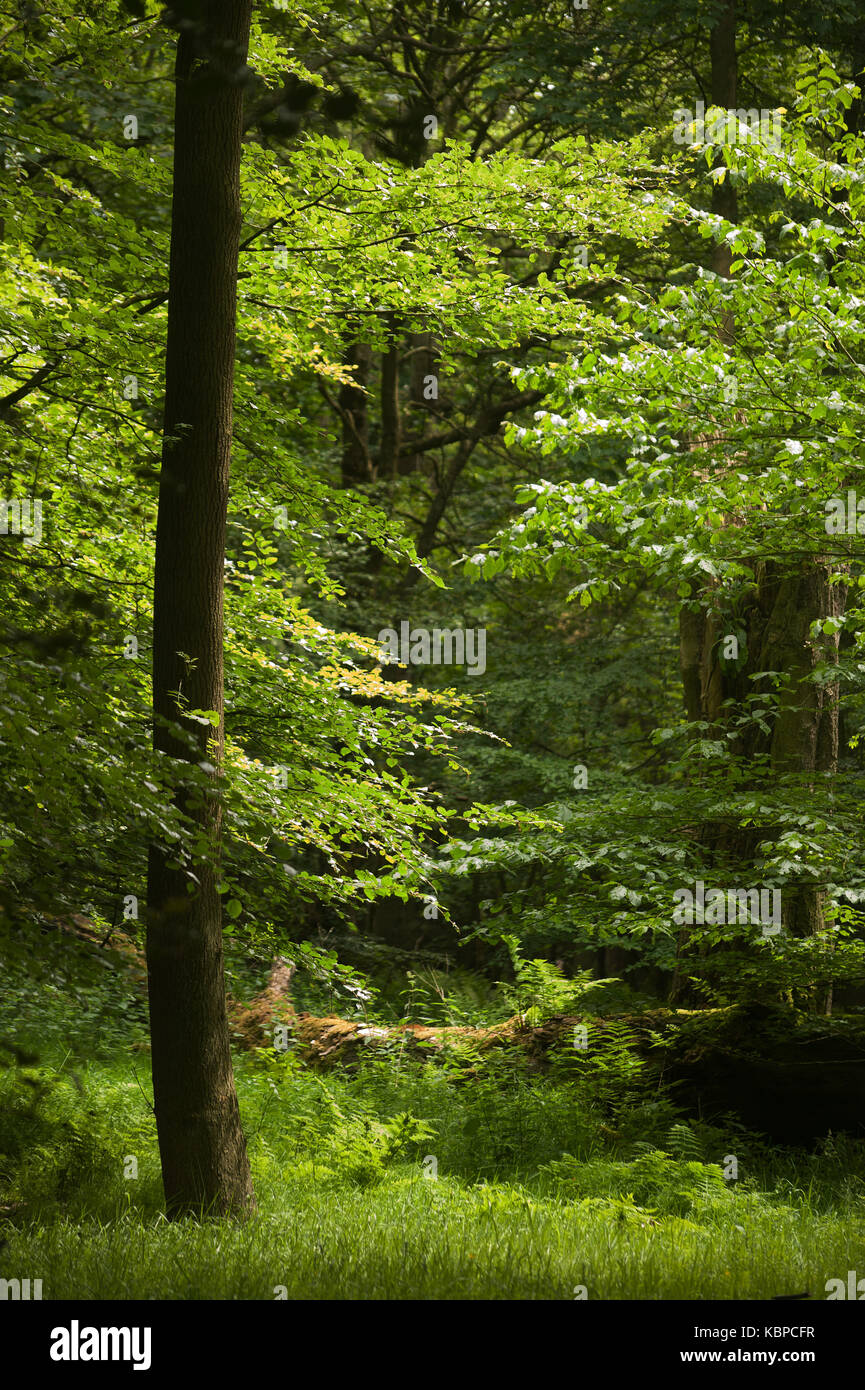 Gosforth Park Nature Reserve Stock Photo - Alamy