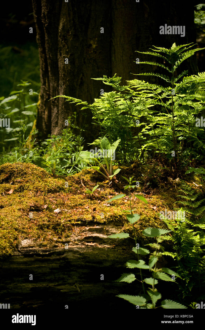 Gosforth Park Nature Reserve Stock Photo - Alamy