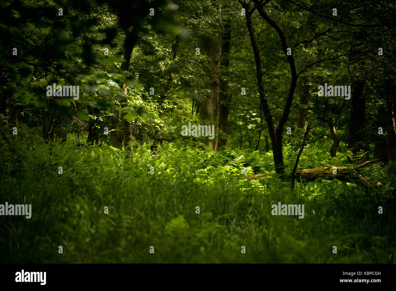 Gosforth Park Nature Reserve Stock Photo - Alamy