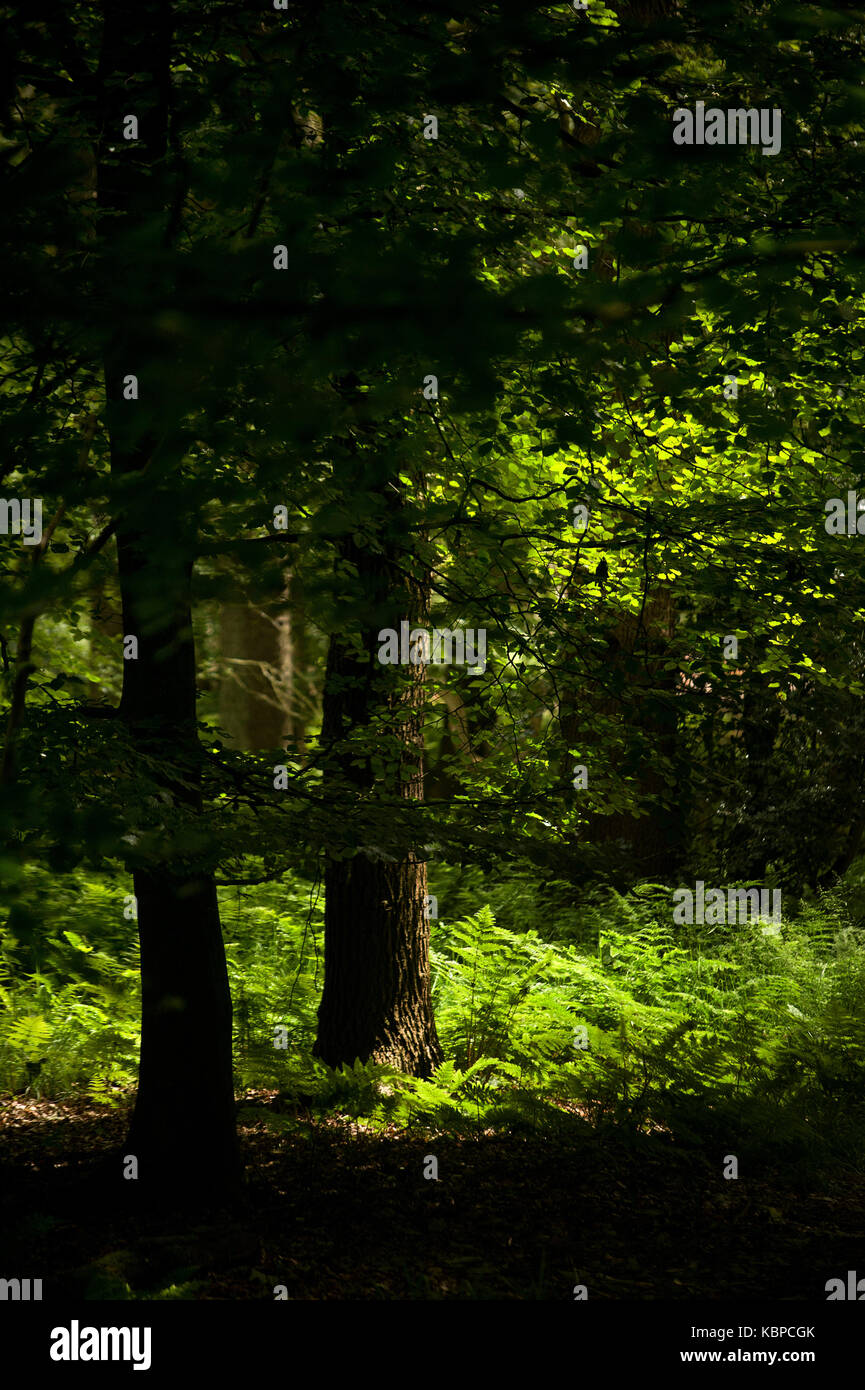 Gosforth Park Nature Reserve Stock Photo - Alamy