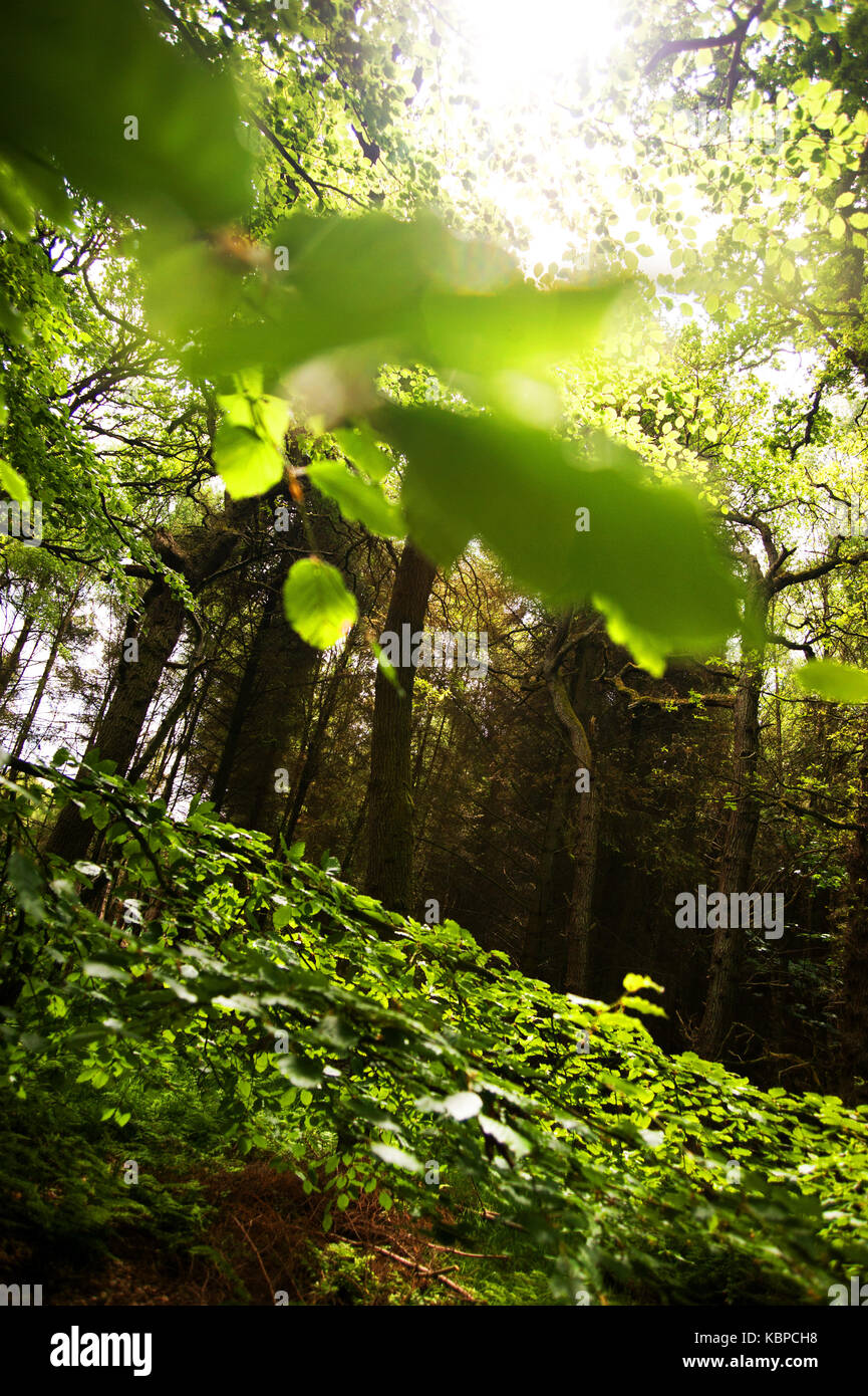 Gosforth Park Nature Reserve Stock Photo - Alamy
